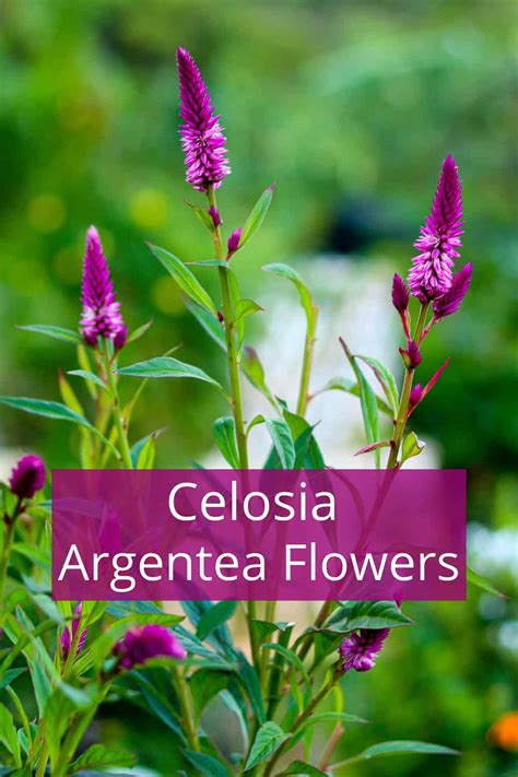 How To Eat Lagos Spinach Poppys Wild Kitchen