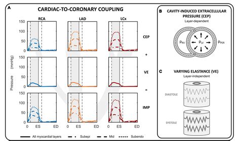 Figure From A Closed Loop Modeling Framework For Cardiac To Coronary Coupling Semantic Scholar
