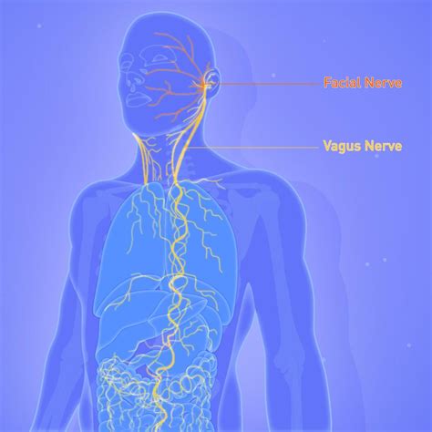 Vagus Nerve Meaning Vagus Nerve Anatomia Ibal