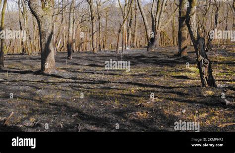 Burnt Trees After Forest Fire In The Light Of The Spring Sun Stock Video Footage Alamy