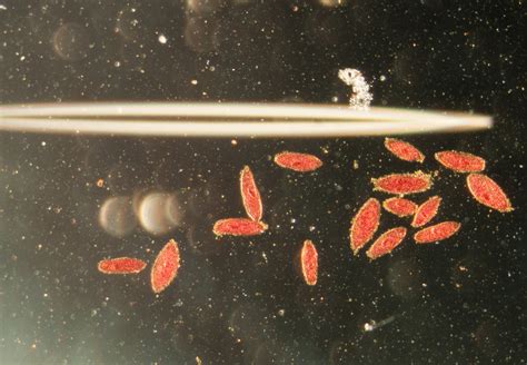 What Is The Conjugate Gradient Data Basecamp