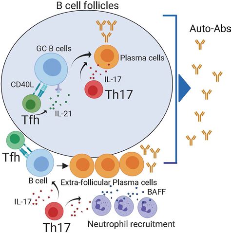 Il 2 Signaling And Its Effects In Immune Cell Types Randd 45 Off