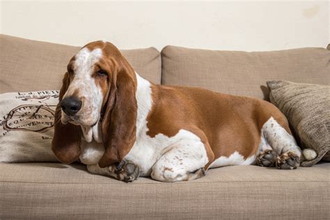 Origins Of The Basset Hound Breed Basset Hound Foundation