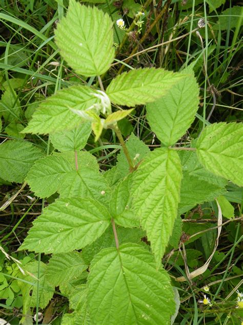 Red Raspberry « Ginger Hollow