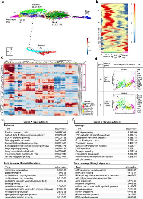 Characterization Of The Pit Cell Differentiation Process A Download Scientific Diagram