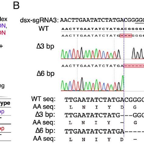 In Frame Deletion Mutations Are Resistant To Cleavage But Are Not