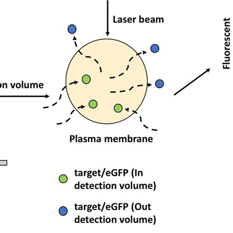 The Construction Of Fluorescence Correlation Spectroscopy Fcs Download Scientific Diagram