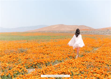 Spectacular Poppy Fields At Antelope Valley