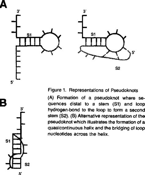 Figure 1 From Rna Pseudoknots That Interact With Components Of The Translation Apparatus