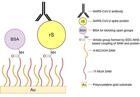 Scheme 1 The Layered Composition Of The Electrochemical Biosensor Download Scientific Diagram