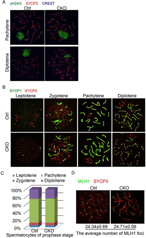 Loss Of Htt Does Not Affect Homologous Chromosome Synapsis And