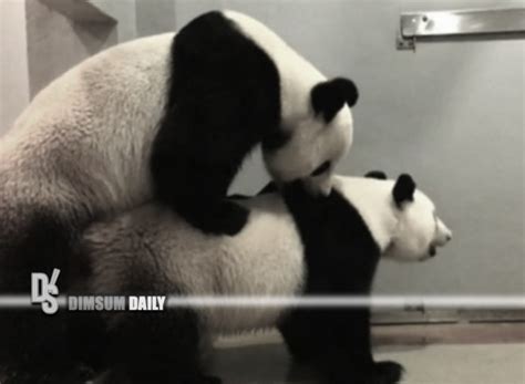 Mating Season Starts For Two Pandas At Ocean Park Giant Panda Adventure To Close To Public