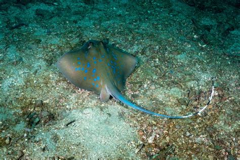 用户照片 Dasyatis kuhlii 古氏魟 喵潜AI鱼类辨识 FISH ID 你的在线鱼书
