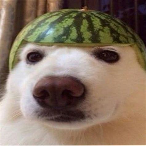 Ninja Noob Youtube