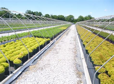 Landscape IPM Scouting Techniques Basic Overview Plant Pest Advisory