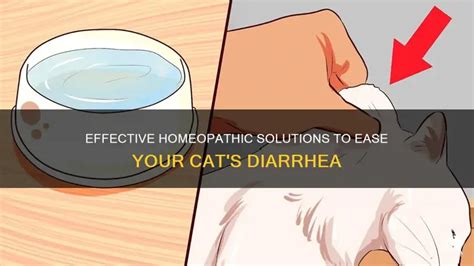 Effective Homeopathic Solutions To Ease Your Cats Diarrhea Petshun