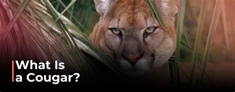 What Is A Cougar The Complexities Of Dating As An Older Woman