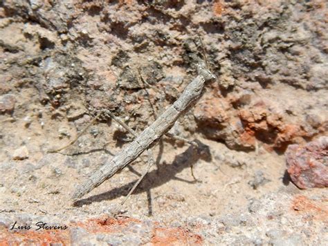 Ground Mantid Project Noah