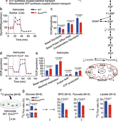 Metabolic Reprogramming In Astrocytes Results In Neuronal Dysfunction In Intellectual Disability