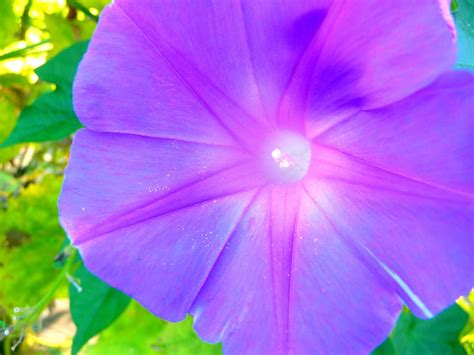 284 夏 アサガオ 朝顔 紫 花 写真素材のおすそわけ。
