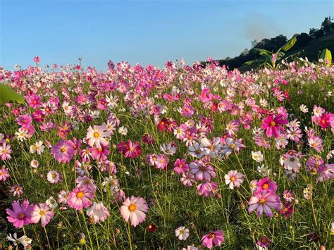 “ไร่รักษาวิว360องศา” ชมทุ่งดอกคอสมอสบานสะพรั่งบนเนินเขา จ เชียงใหม่