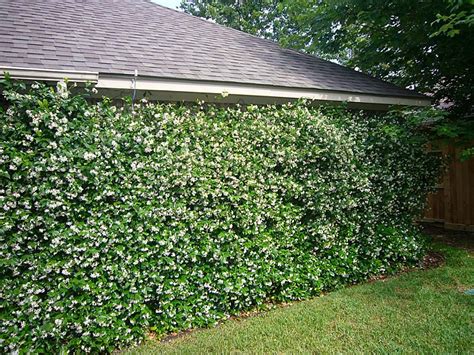 Jasmine Ideas Outdoor Landscaping Ideas Front Yard Backyard Oasis Backyard