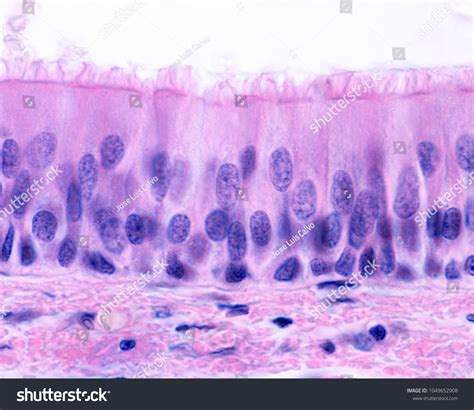 Pseudostratified Columnar Under Microscope