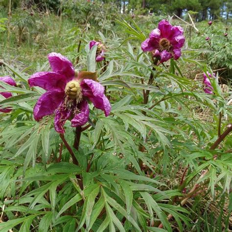 Экологийн элч ЭКО КЛУБ Монгол нэр ХУЛГАНЫ ГИШ Латин нэр Vicia Cracca L Нутгийн нэр Ягаан