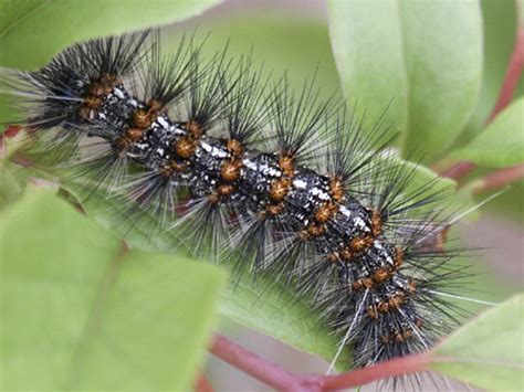 クワゴマダラヒトリ桑胡麻斑灯蛾