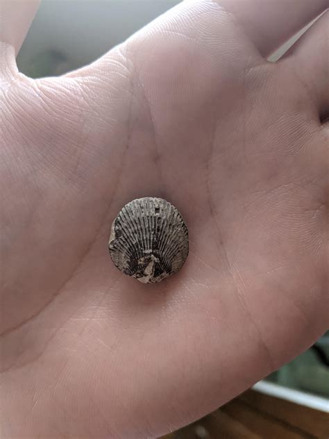 I Found My First Fossil Lake Michigan R Fossilporn