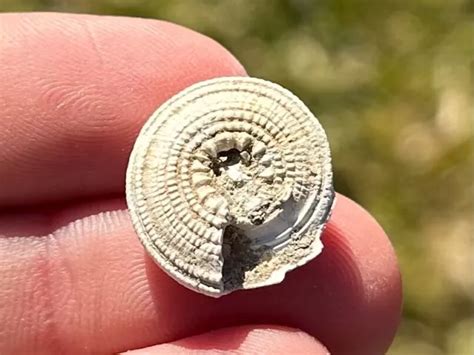 Florida Fossil Gastropod Heliacus Nuperus Pleistocene Bell Glade