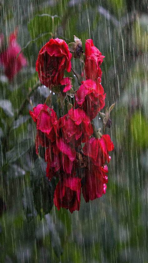 જોજો વરસાદમાં ભૂલથી પણ ન કરતા આ કામ નહી તો ખરાબ થશે છોડ Gujarat News