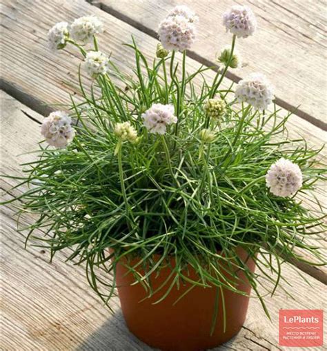 Армерия приморская Armeria martima /11 — саженцы купить в интернет ...