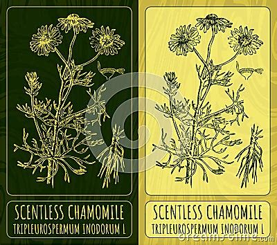 Vector Drawings Scentless Chamomile Hand Drawn Illustration Latin