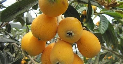 해풍 맞고 자란 완도 비파 첫 수확