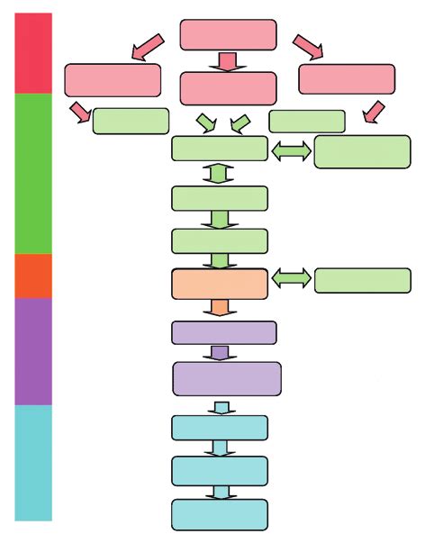 Schema Della Validazione Linguistica E Del Cognitive Debriefing