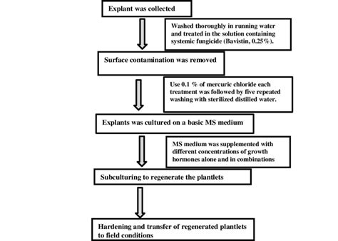 General Method Of Sterilization Of Leaf Explant Of Berginia Ligulata