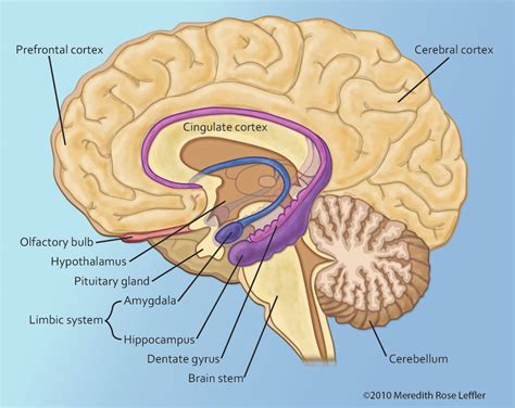 Brain Cross Section Diagram Labeled