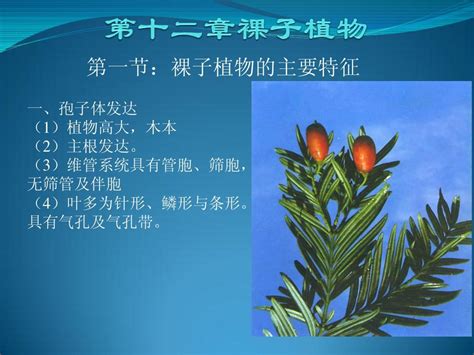 裸子植物 word文档在线阅读与下载 免费文档