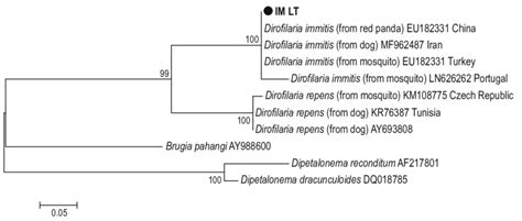 The Phylogenetic Tree Generated Using Maximum Likelihood Ml Method Download Scientific