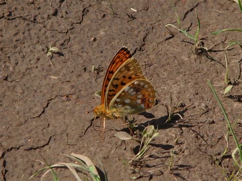 High Brown Fritillary From Всеволожский р н Ленинградская обл Россия On July 9 2015 At 01 25