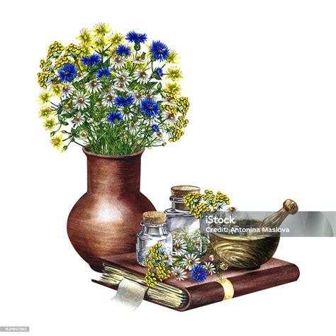 약초 카모마일과 탠시 수레 국화 도자기 꽃병에 야생화 오래된 요리책에 있는 나무 모르타르와 유리병 수채화 손으로 그린 그림입니다