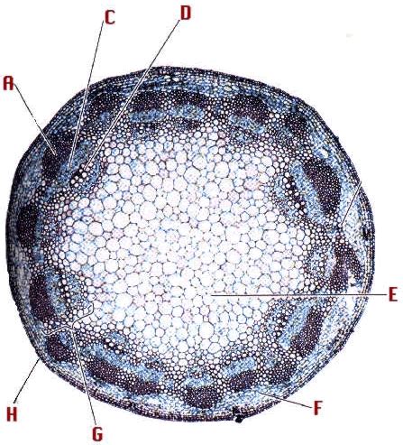 Stem X Section Review
