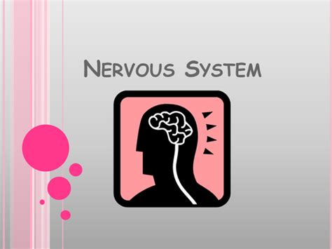 Nervous System Teaching Resources