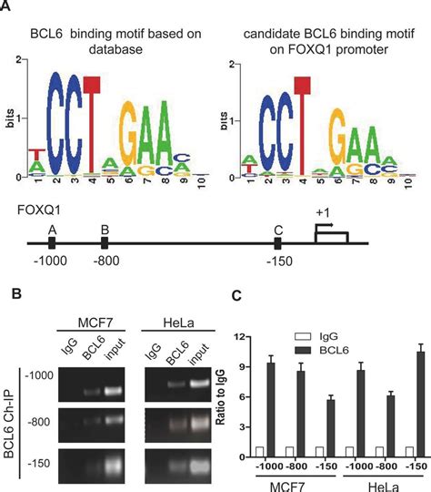 Foxq1 Promoter Has Bcl6 Binding Motifs A The Bcl6 Consensus Motif