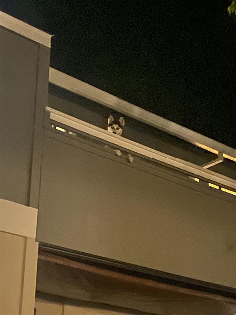 My New Neighbor Is A Creep R Peepingpooch