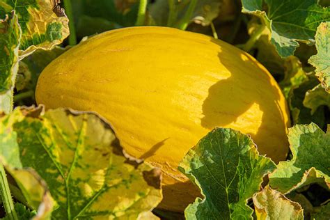 Meló Groc Fruita Deliciosa I Nutritiva A Agromart