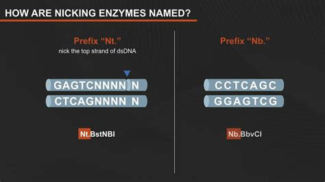 What Are Nicking Enzymes And How Are They Used Neb