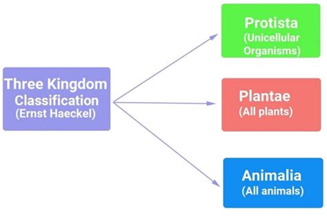 Haeckel Three Kingdom Classification