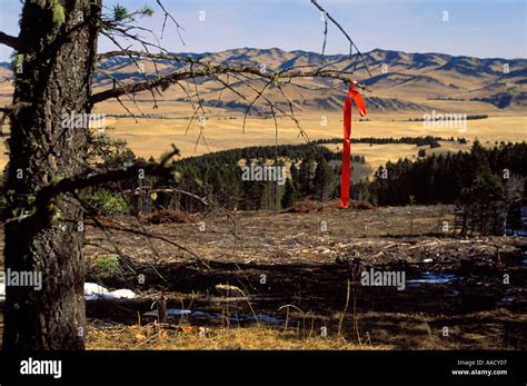 Logging Marker To Fell Tree As Deforestation Spread Across Alberta